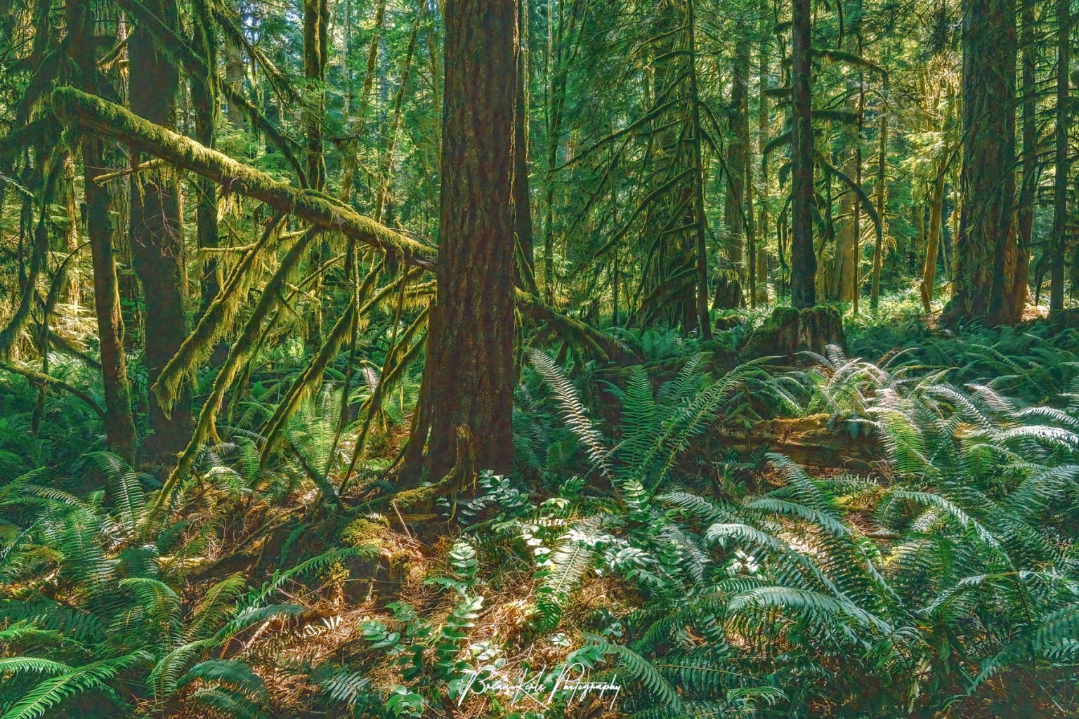 Hall of Mosses – Hoh Rain Forest | Brian Kerls Photography Hall of Mosses – Hoh Rain Forest | Brian Kerls Photography